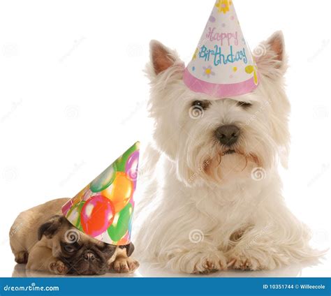 生日狗 库存照片 图片 包括有 当事人 生日 表达式 情感 家谱 态度 交配动物者 敬慕 10351744