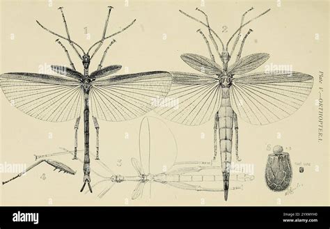 Orthoptera Australia Phasmatidae Phasmatidae Taxonomy Hi Res Stock