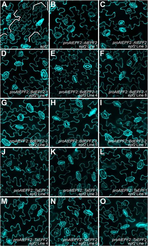 Fig S6 Complementation Of Arabidopsis Epf2 Loss Of Function Mutants