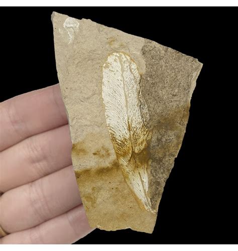 Fossils For Sale Fossils The Plant That Proved Continental Drift Permian Plant Leaves