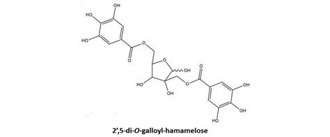 Ginnalin A And Hamamelitannin The Unique Gallotannins With Promising Anti Carcinogenic Potential