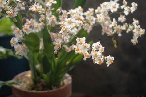 花香最濃的蘭花，花開一朵，滿室飄香，花期達幾個月，漂亮又好養 每日頭條