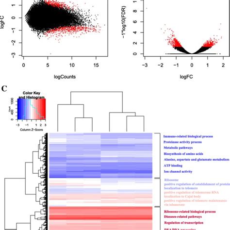 Differentially Expressed Transcripts Identified During The Comparison