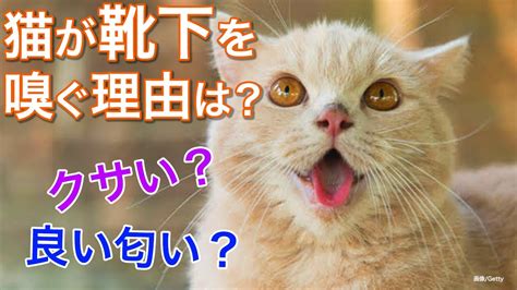 ねこの日前夜祭vol 1 猫が靴下を嗅ぐ理由はクサい良い匂い ねこのきもちLIVE 2020年2月21日 YouTube
