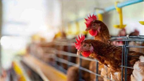 Gst Rates And Hsn Code For Live Poultry Ducks Geese Turkeys And Guinea