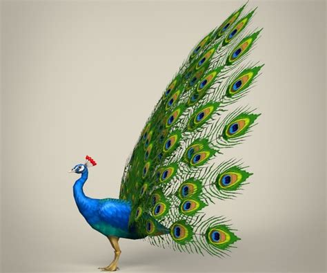 Artstation Low Poly Peocock 3d Model Game Assets