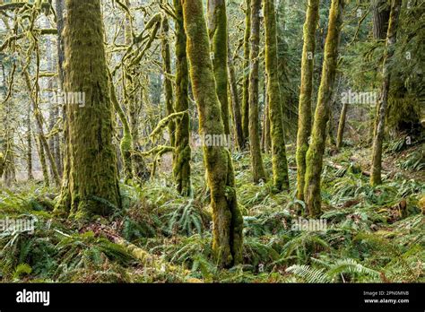 Wa23322 00washington Maple Grove And Western Sword Ferns Along The