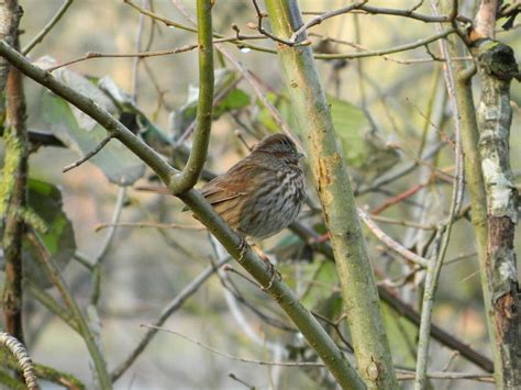 Cute Little Thrush Photograph By Nicki Bennett Fine Art America