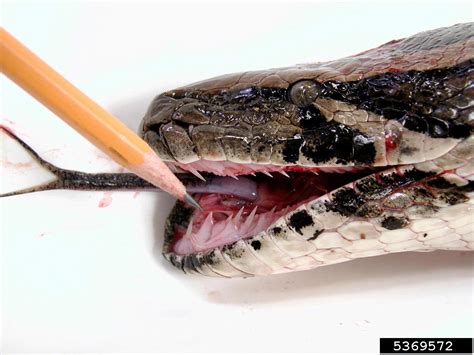 Python Teeth