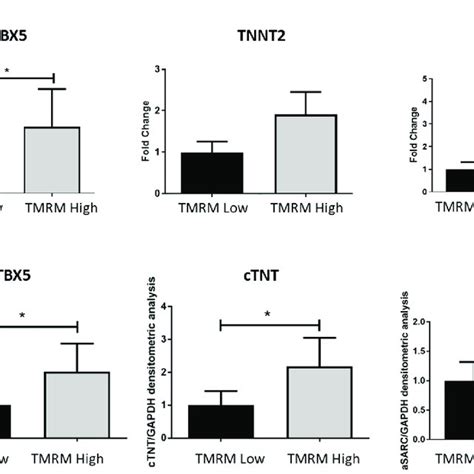 In Vitro Endothelial Differentiation In Tmrm Low And High Cells A