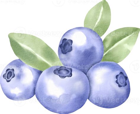 Blaubeeren Clipart
