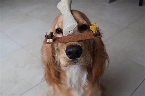 Dog Tricks 3 Very Cool Dog Tricks To Teach Your Dog