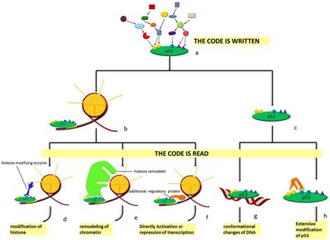 Histone Acetylation Post Translational Modification Modification Post