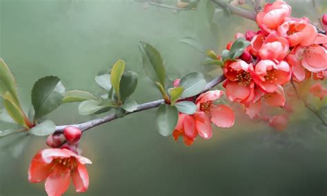 An Ultimate Guide To Growing Quince Trees In The Uk The Arches