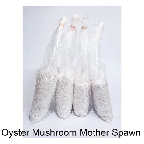 Gachwala Oyster Mushroom Mother Spawn At ₹ 90 Kg Mushroom Spawn In