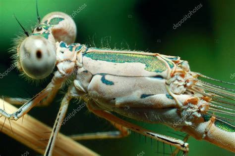 Fotos macro hermosa escena de la naturaleza libélula Mostrando