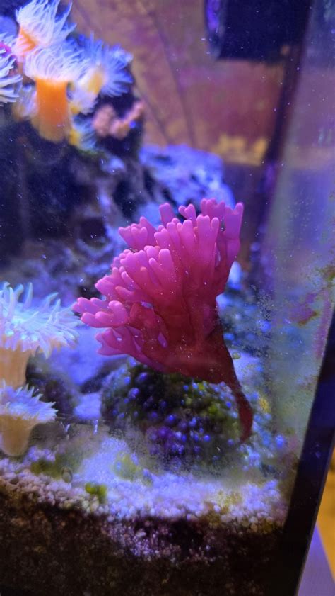 Is This Red Macroalgae Reef2reef