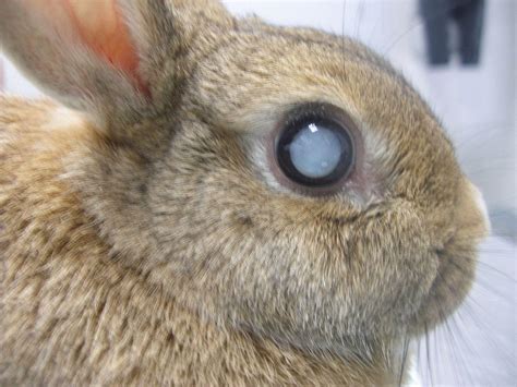 Enfermedades De Los Conejos En Los Ojos Mascotas
