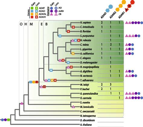 Reconstruction Of Adar Gene And Domain Evolution The Table Right