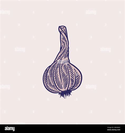 Tomato Root System Stock Vector Images Alamy