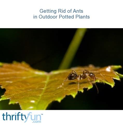 Getting Rid Of Ants In Outdoor Potted Plants ThriftyFun
