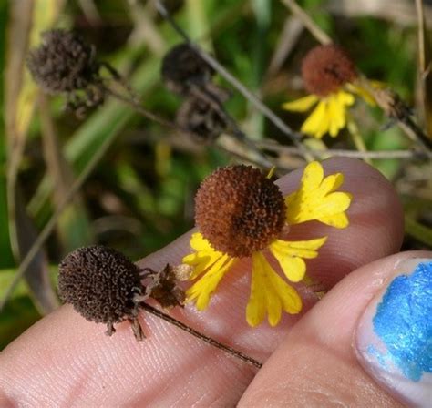 Helenium Flexuosum Picturethis