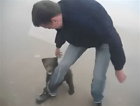 محبت بچه خرس به مامور بعد از نجات او از آتش سوزی جنگل فیلم