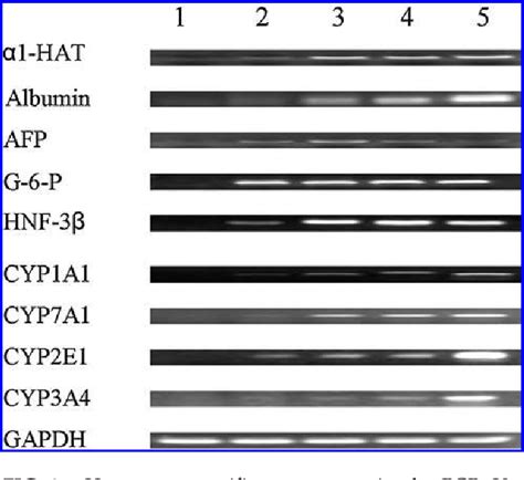 Figure 2 From The Differentiation Of Hepatocyte Like Cells From Monkey