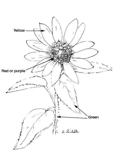 Раскраска цветы растения Строение подсолнуха