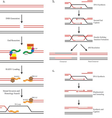 Figure 1 From Brca1 And Brca2 Breastovarian Cancer Susceptibility
