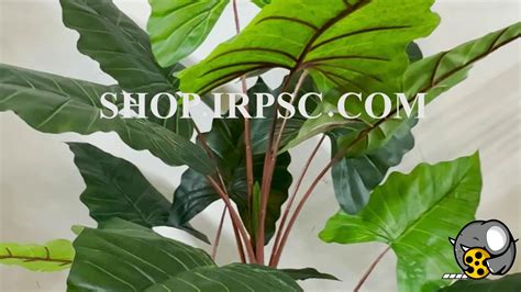 فروش انواع بوته مصنوعی باکسی و طراحی دیوار سبز مصنوعی پخش از فروشگاه