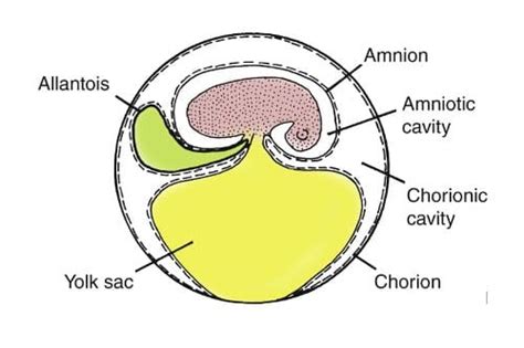 Reptile Or Egg The Evolution Of Amniotes