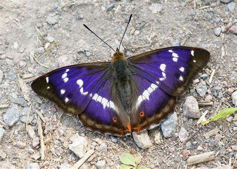 Presentation By Yorkshire Branch Purple Emperor An Idiosyncratic