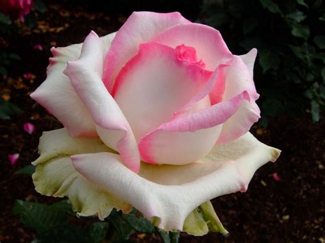 Rose Youtube User Yewmchan Videos Yewchan Flickr