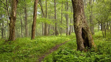 Forest Carbon Certification