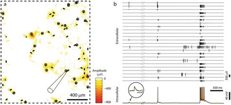Simultaneous Recording Of Network Activity And Intracellular Activity Download Scientific