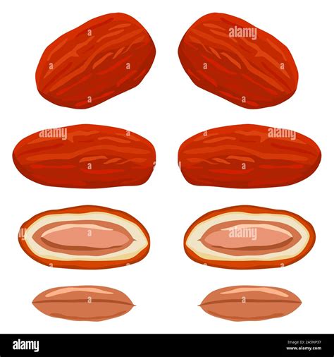 Illustration On Theme Big Colored Set Different Types Of Date Fruit For Healthy Life Date Fruit