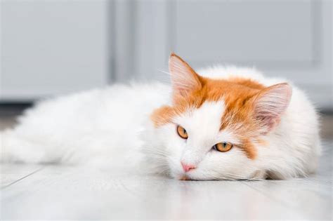 Гиперестезия у кошек: симптомы, лечение, опасен ли синдром