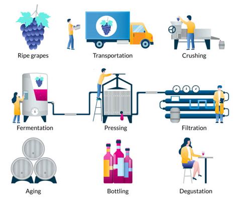 Wine Fermentation Process Infographic Winemaking Process Lev2050