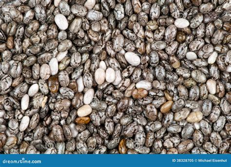 Sementes Da Planta De Chia Hispanica De Salvia Imagem De Stock