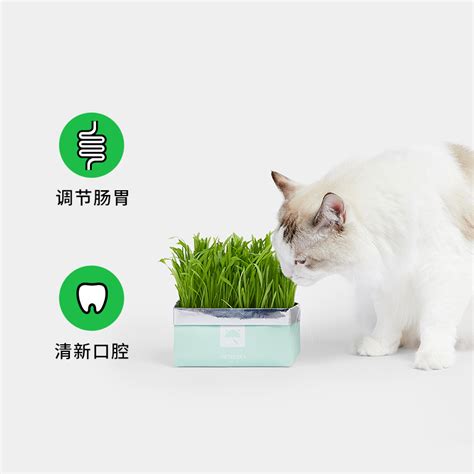 未卡无土猫草小麦种子盆栽已种好水培种植懒人猫草盒化毛猫咪零食 虎窝淘