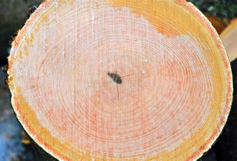 Trunk Of Tree Cut Into Pieces Stock Image Image Of Uprooted Brown