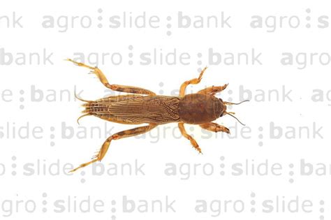 Scapteriscus Borellii G Tos Agro Slide Bank