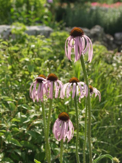 Echinacea Simulata Rosy Purple Coneflower Garden Center Marketing