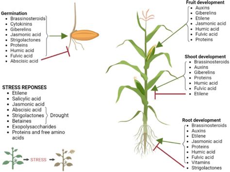 Non Exhaustive List Of Biostimulant Molecules Extracted From Microalgae