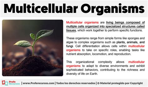 What Are Multicellular Organisms Definition Of Multicellular Organisms