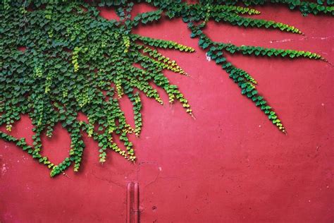 10 Beautiful Climbing Vines For Your Garden Creeping Fig Climbing