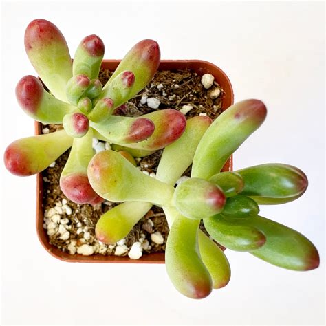 Sedum Pachyphyllum Salsa Seah
