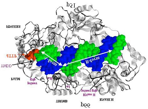 Structure Of Hiv 1 Rt Bound To A Dna Dna Template Primer Complex Download Scientific Diagram