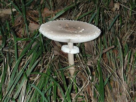 무료 사진 잔디 잎 버섯 곰 팡이 자연 나무 숲